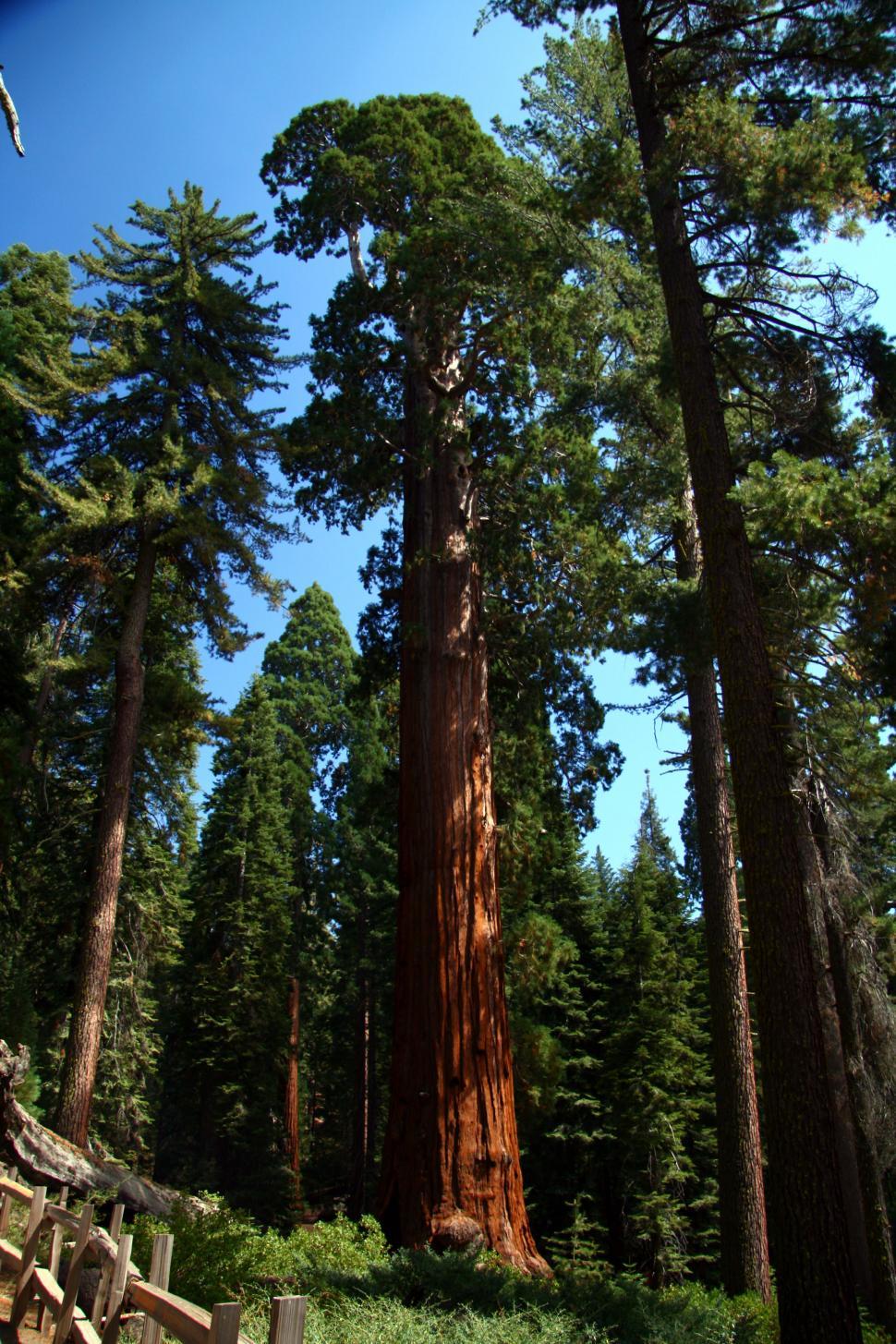 Free Stock Photo of Sequoia National Forest | Download Free Images and ...