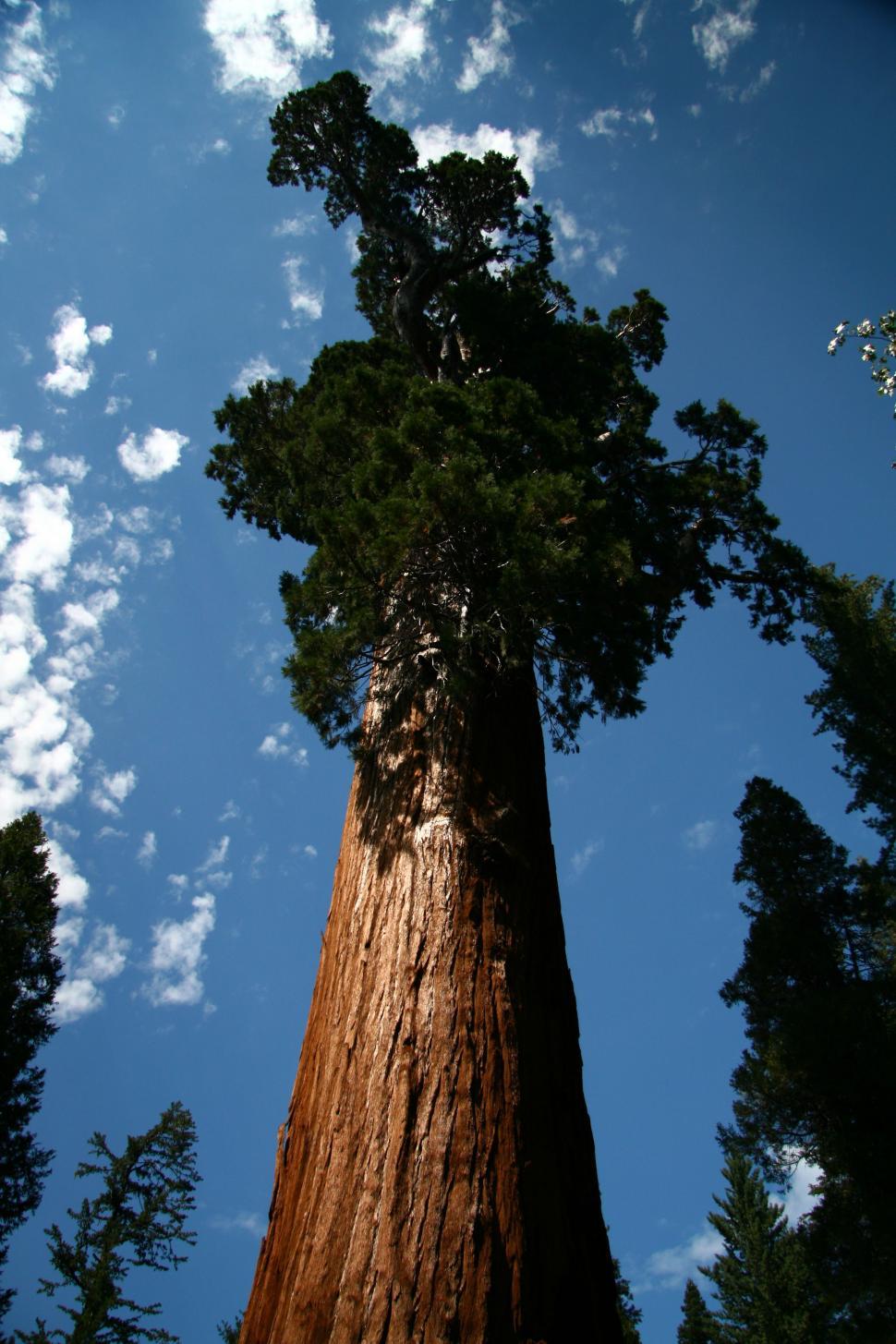 Free Stock Photo of Sequoia National Forest | Download Free Images and ...