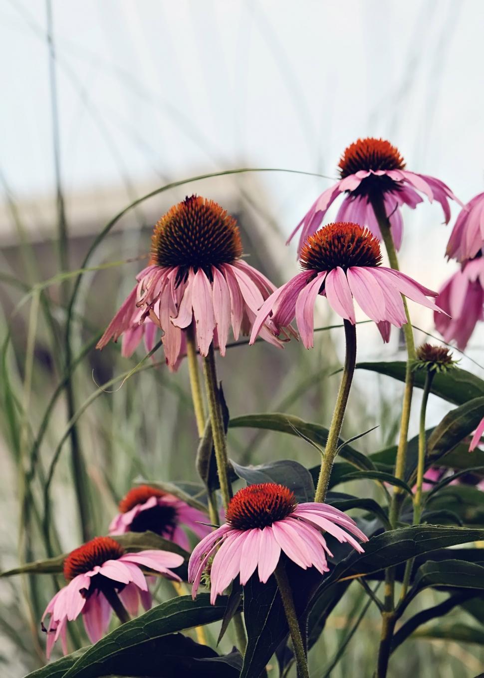 Free Stock Photo of Flowers | Download Free Images and Free Illustrations