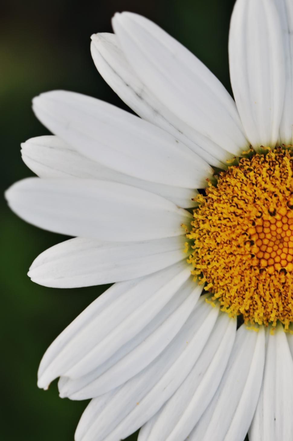 Free Stock Photo of Daisy | Download Free Images and Free Illustrations