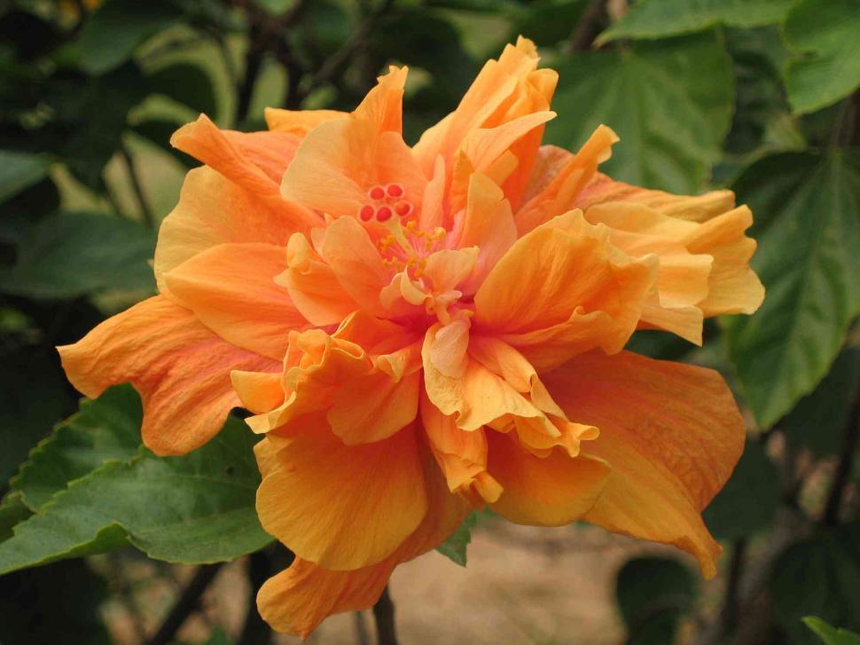 Free Stock Photo of Flower | Download Free Images and Free Illustrations