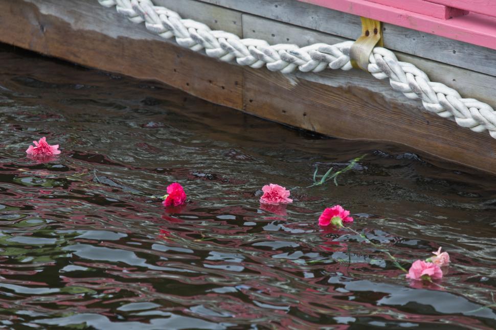 Free Stock Photo of Pink Carnations | Download Free Images and Free ...