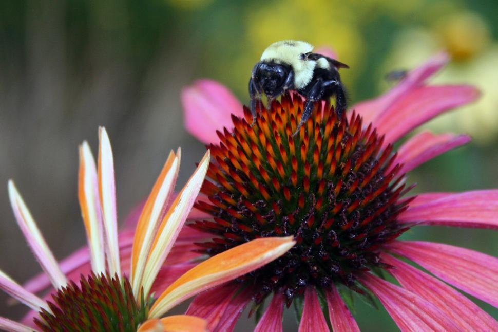 Free Stock Photo of Bee On Purple Coneflower | Download Free Images and ...