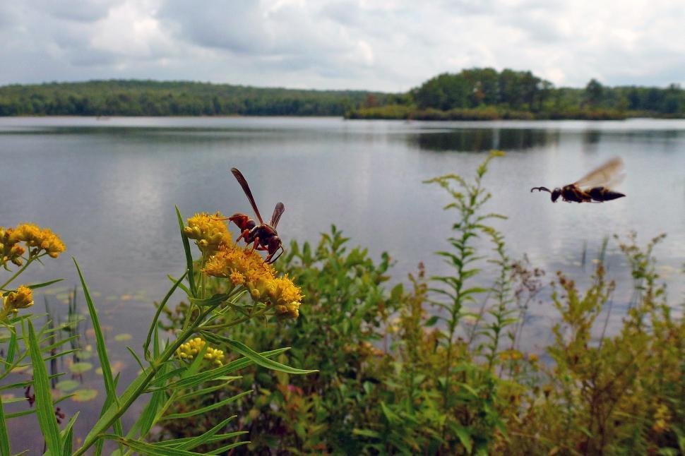 Free Stock Photo of Wasps By The Lake | Download Free Images and Free ...