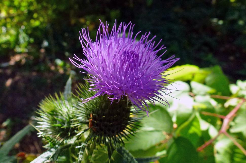 Free Stock Photo of Thristle Flower | Download Free Images and Free ...