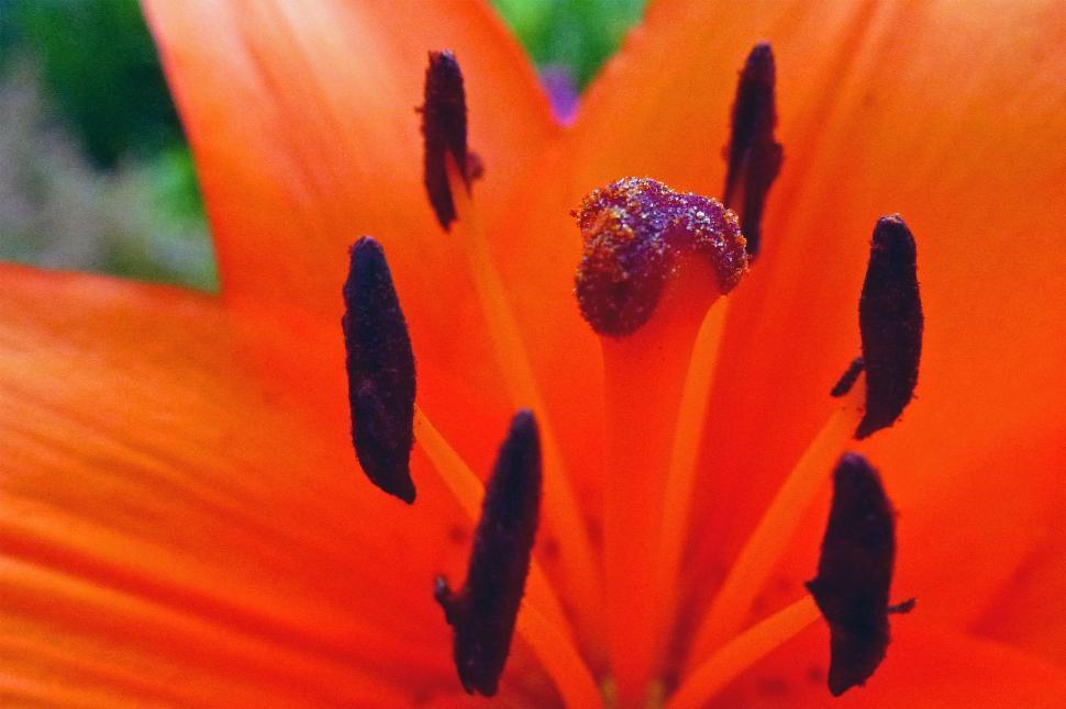 Free Stock Photo of Lily Asiatic Flower | Download Free Images and Free ...