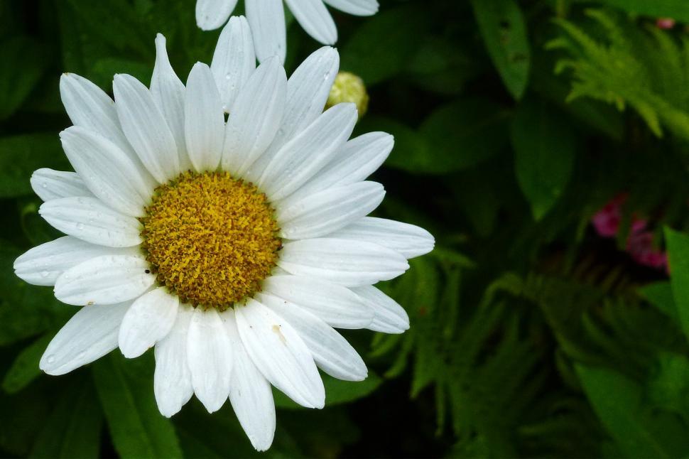 Free Stock Photo of Daisy | Download Free Images and Free Illustrations