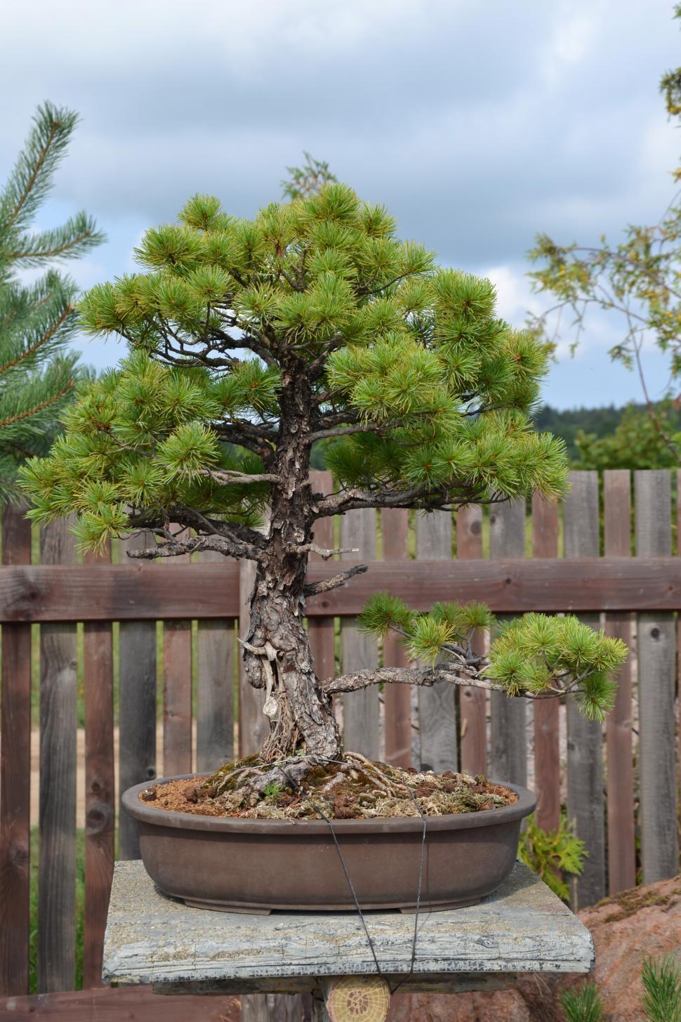 Free Stock Photo of Bonsai pine | Download Free Images and Free ...