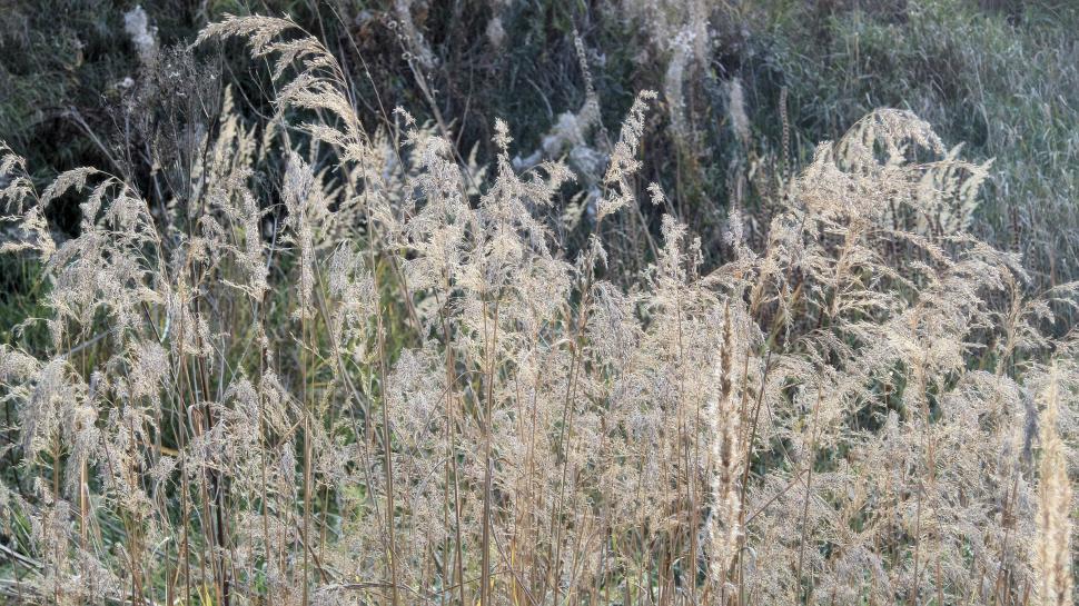 Free Stock Photo of Dried autumn reed | Download Free Images and Free ...