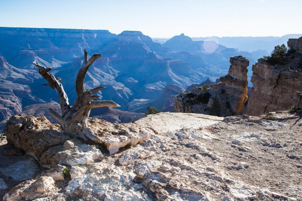Free Stock Photo of Dead Tree Perched on Cliff Edge | Download Free ...