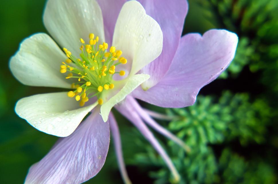 Free Stock Photo of Blossom | Download Free Images and Free Illustrations