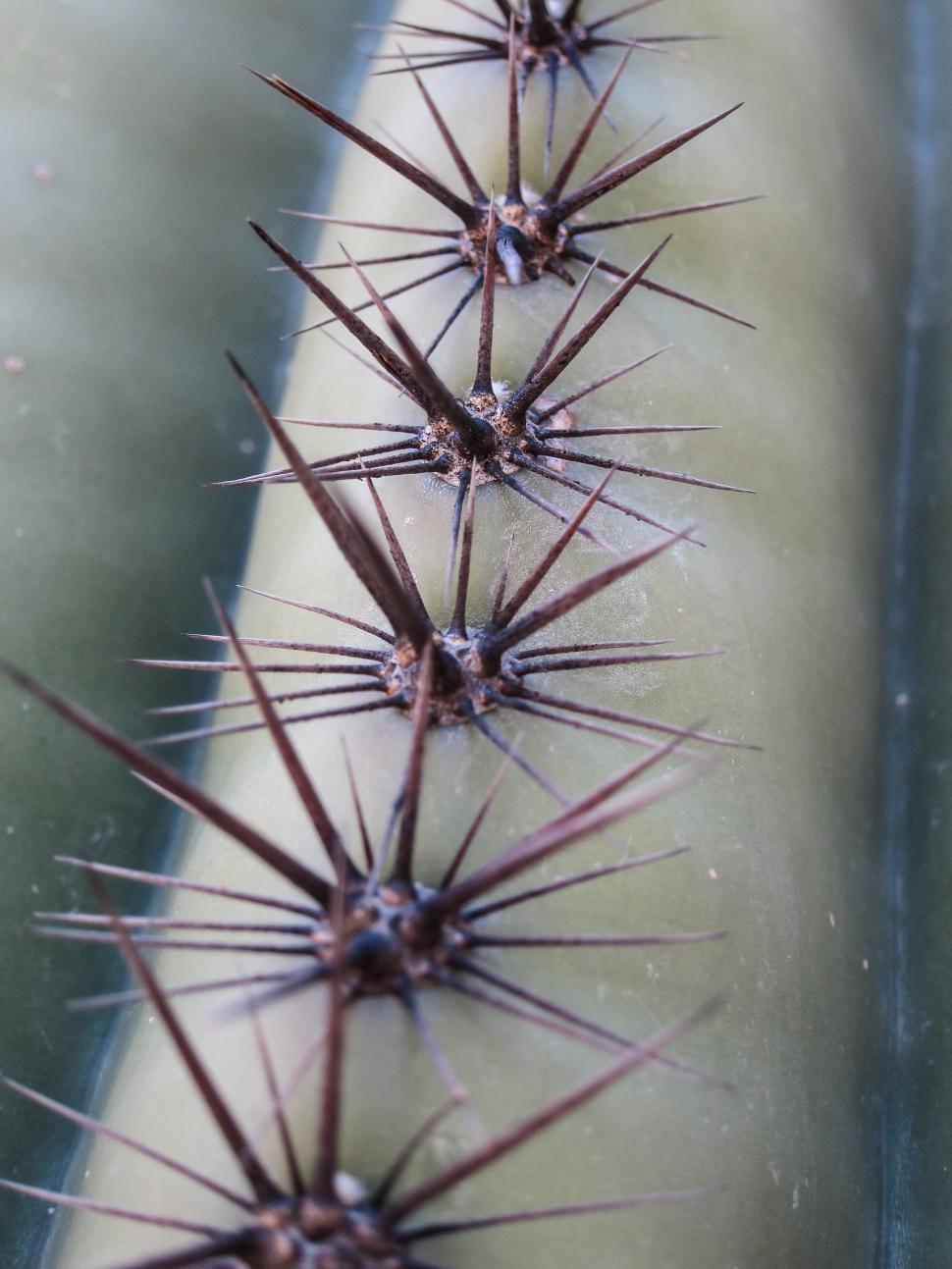 Free Stock Photo of Sahuaro angle | Download Free Images and Free ...