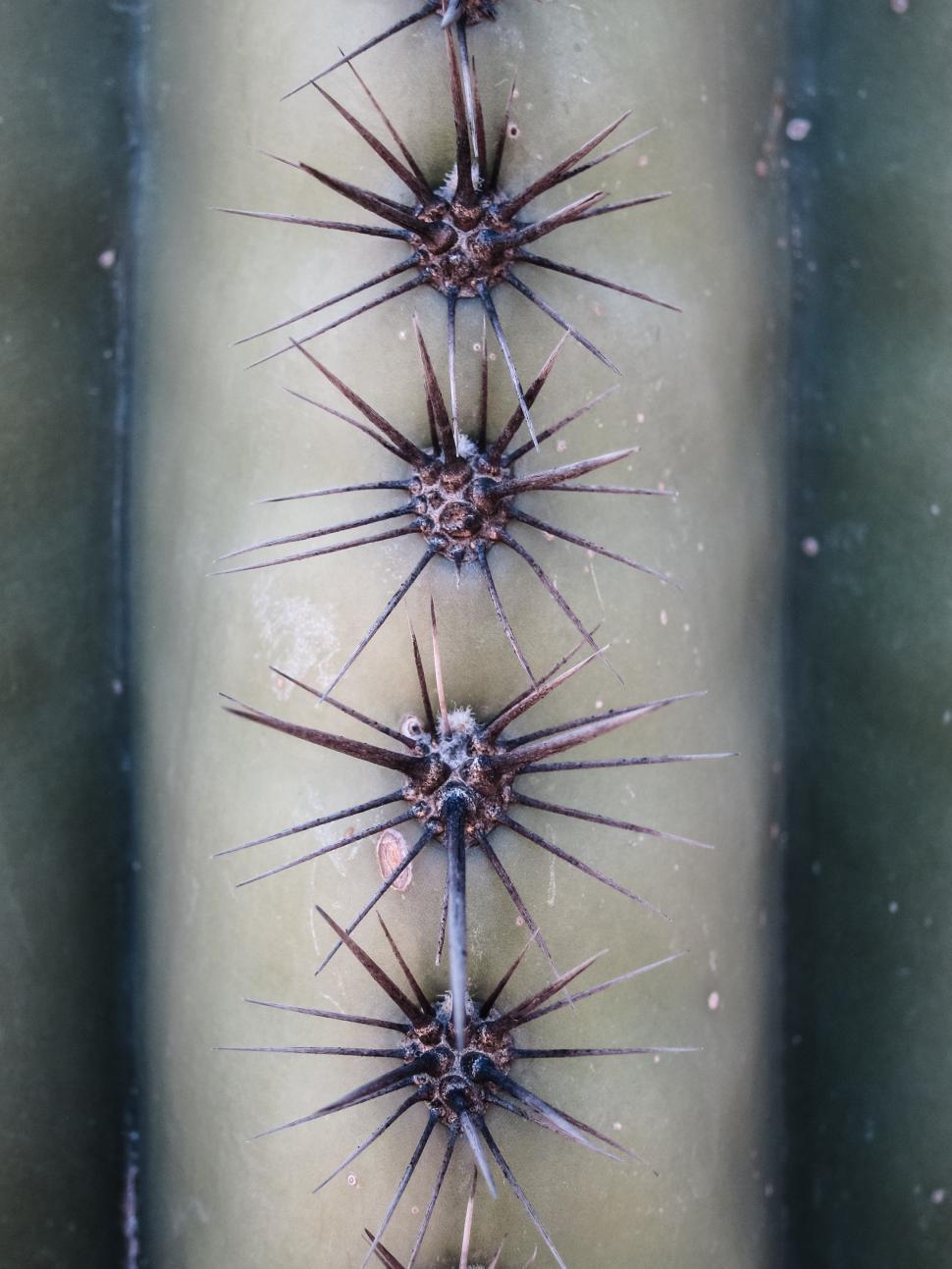 Free Stock Photo of Sahuaro straight on | Download Free Images and Free ...