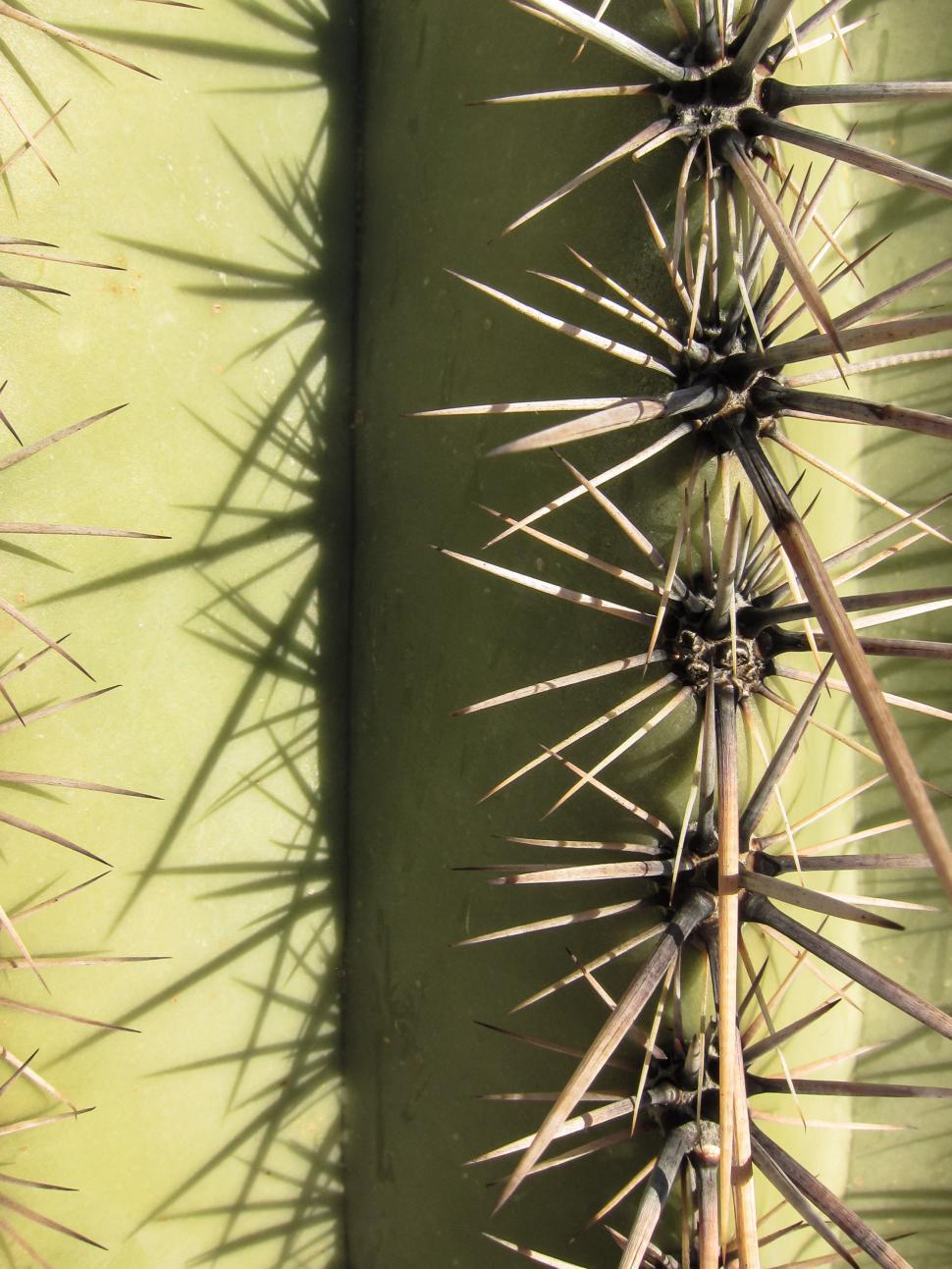 Free Stock Photo of Sahuaro with shadow | Download Free Images and Free ...