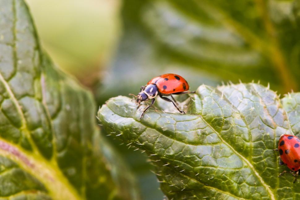 Free Stock Photo of Ladybug | Download Free Images and Free Illustrations