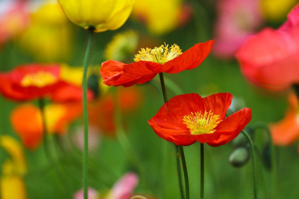 Free Stock Photo of Filed of Poppies | Download Free Images and Free ...
