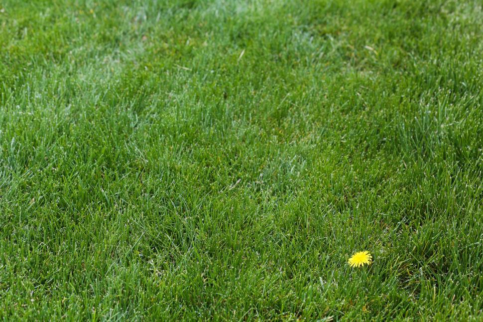 Free Stock Photo of One dandelion | Download Free Images and Free ...