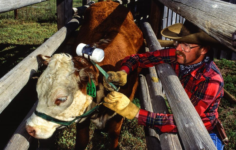 Free Stock Photo of Inspection of cattle | Download Free Images and ...
