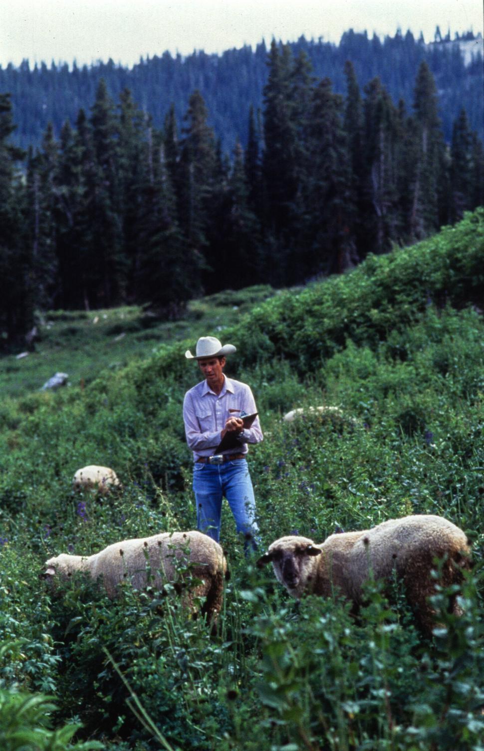 Free Stock Photo of One Man and Herd of sheep | Download Free Images ...