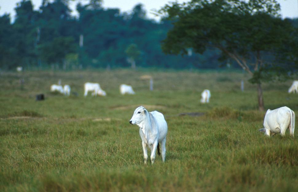 Free Stock Photo of Group of Nellore beef cattle | Download Free Images ...
