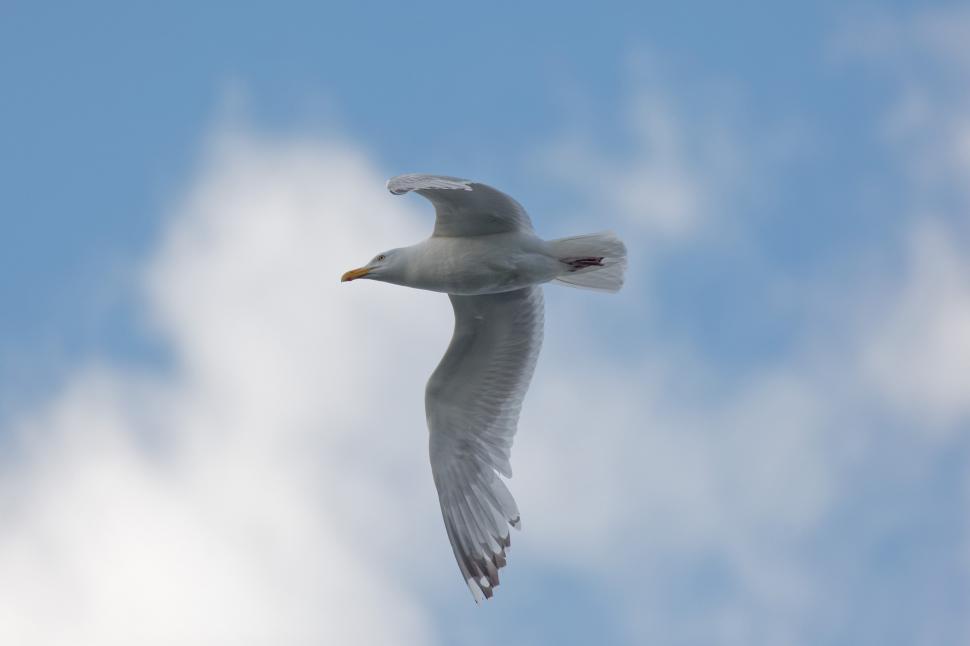 Free Stock Photo of Bird Flying | Download Free Images and Free ...