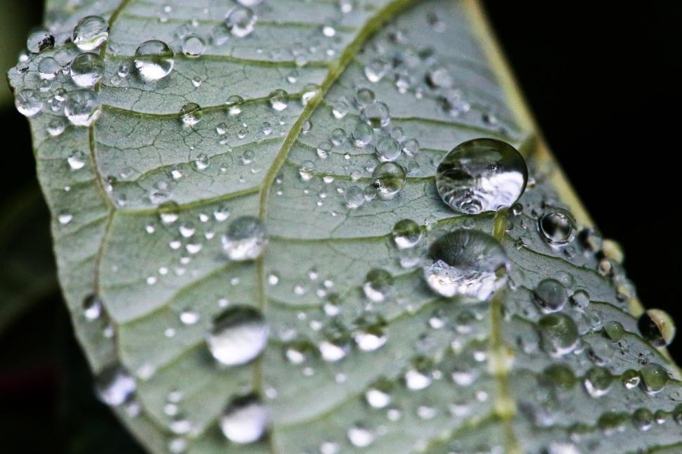 Free Stock Photo of Droplets | Download Free Images and Free Illustrations