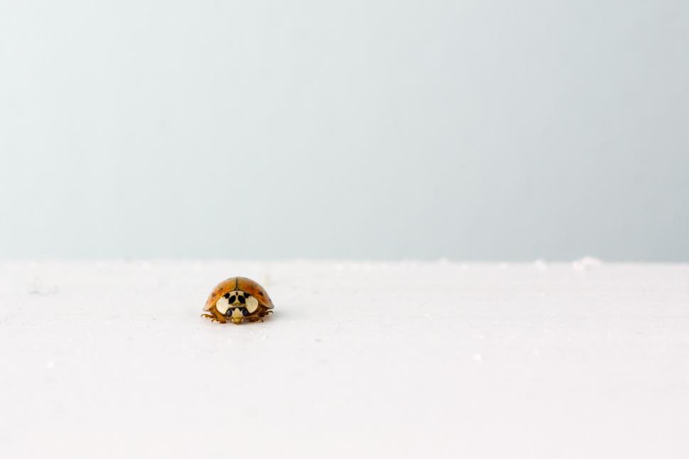 Free Stock Photo of Lady bird | Download Free Images and Free Illustrations