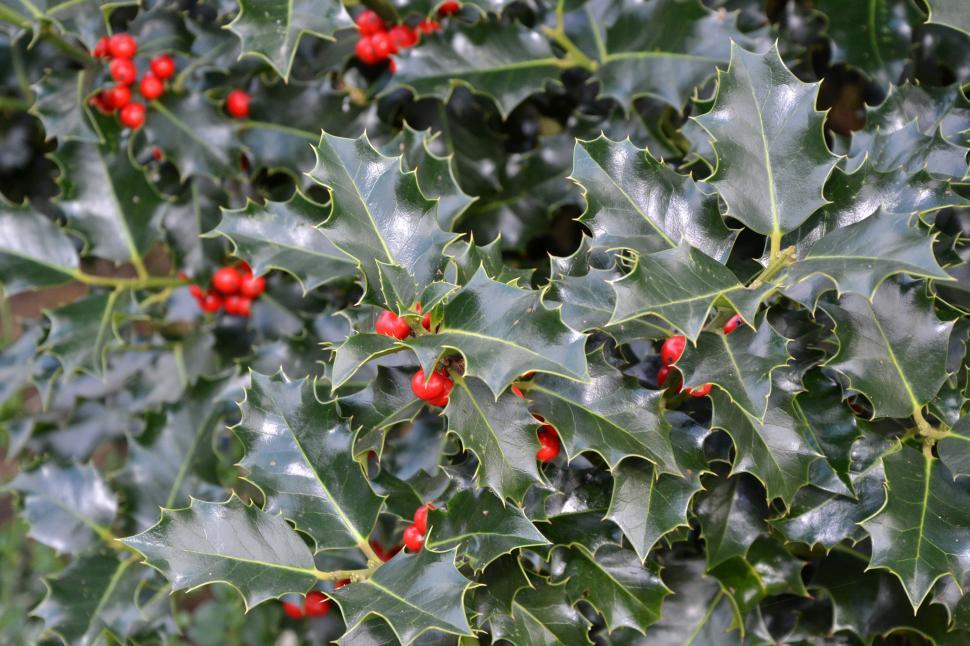 Free Stock Photo of Christmas holly | Download Free Images and Free ...