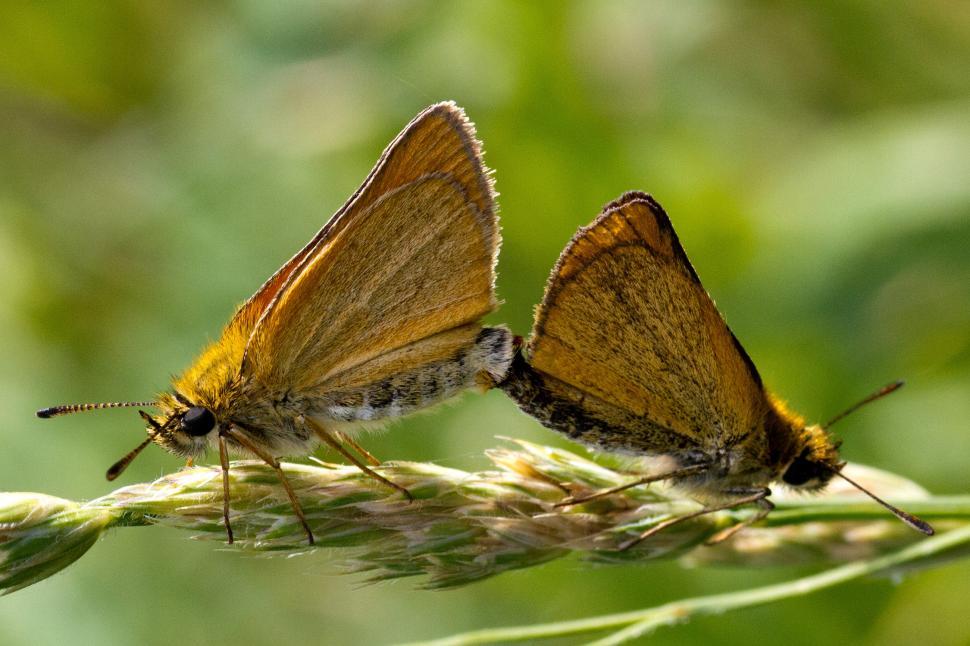 Free Stock Photo of Butterfly | Download Free Images and Free Illustrations