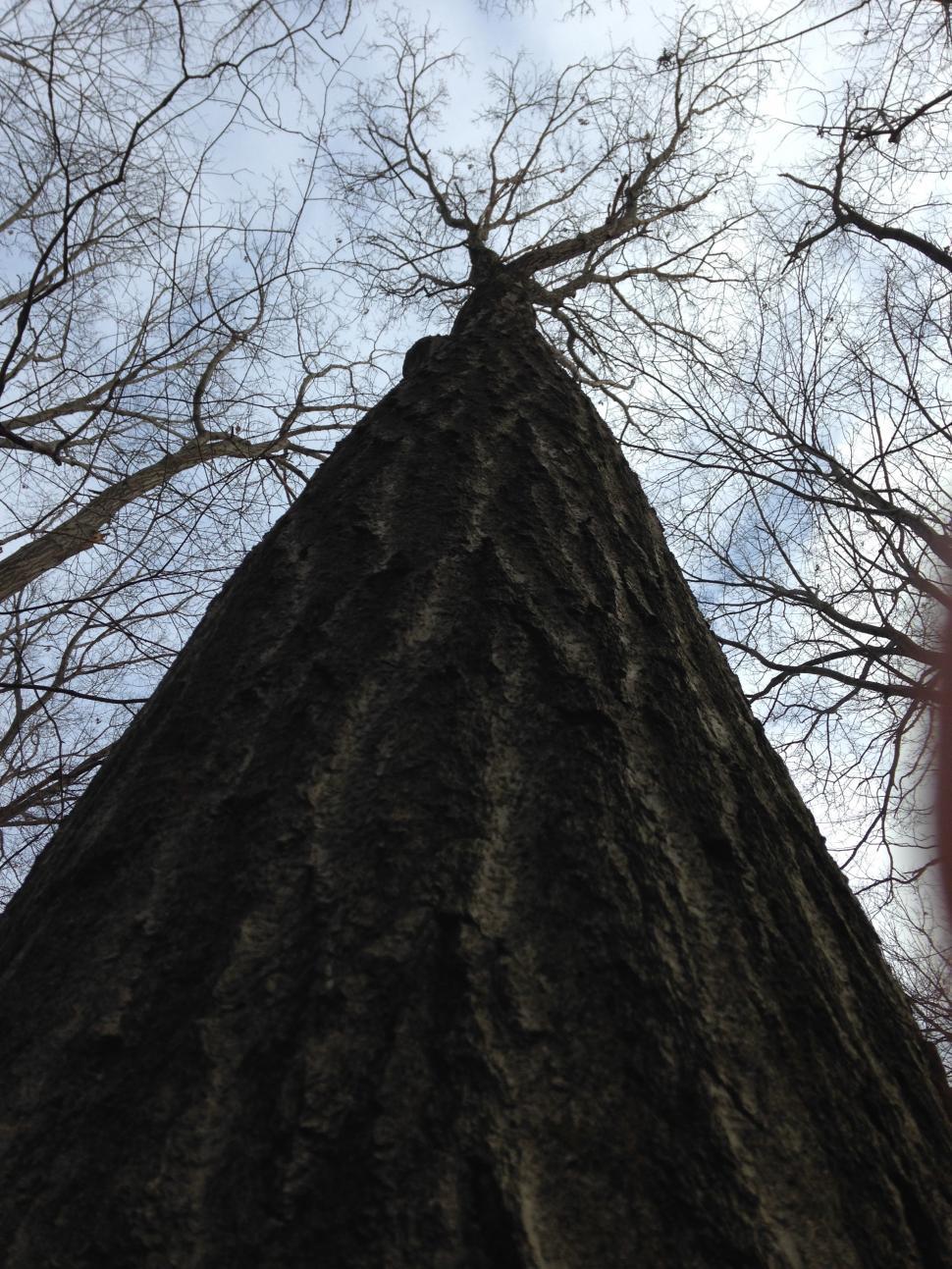 Free Stock Photo of Tall Tree | Download Free Images and Free Illustrations