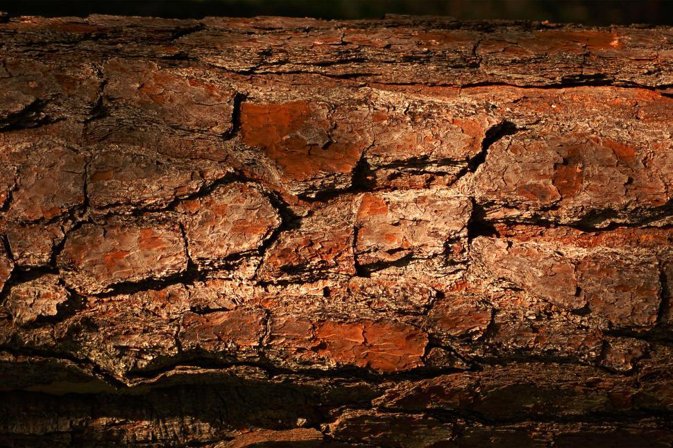 Free Stock Photo of Tree Bark #2 | Download Free Images and Free ...