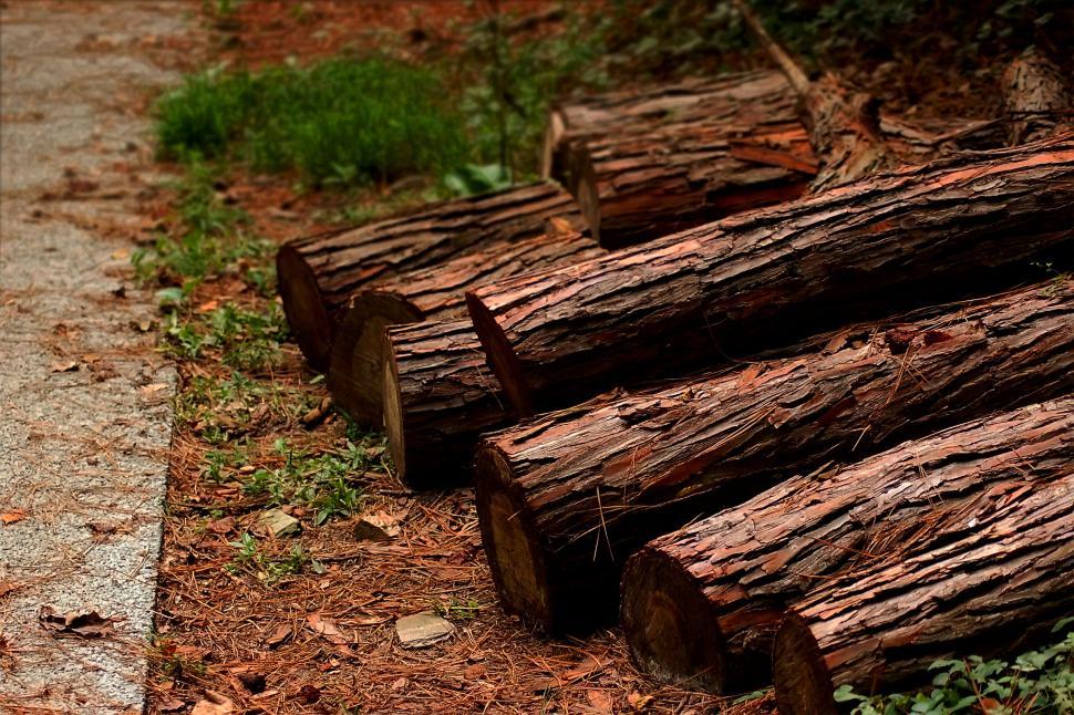 Free Stock Photo of Tree Logs #2 | Download Free Images and Free ...