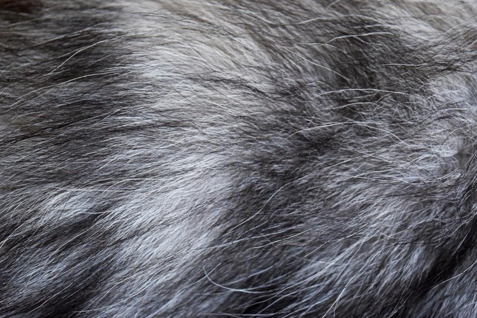 Free Stock Photo of Silver Fox Fur | Download Free Images and Free ...