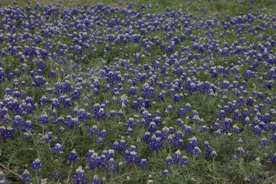 Free Stock Photo of Field of Texas Bluebonnets | Download Free Images ...
