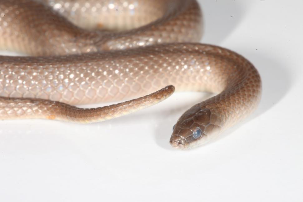 Free Stock Photo of Smooth Earthsnake | Download Free Images and Free ...
