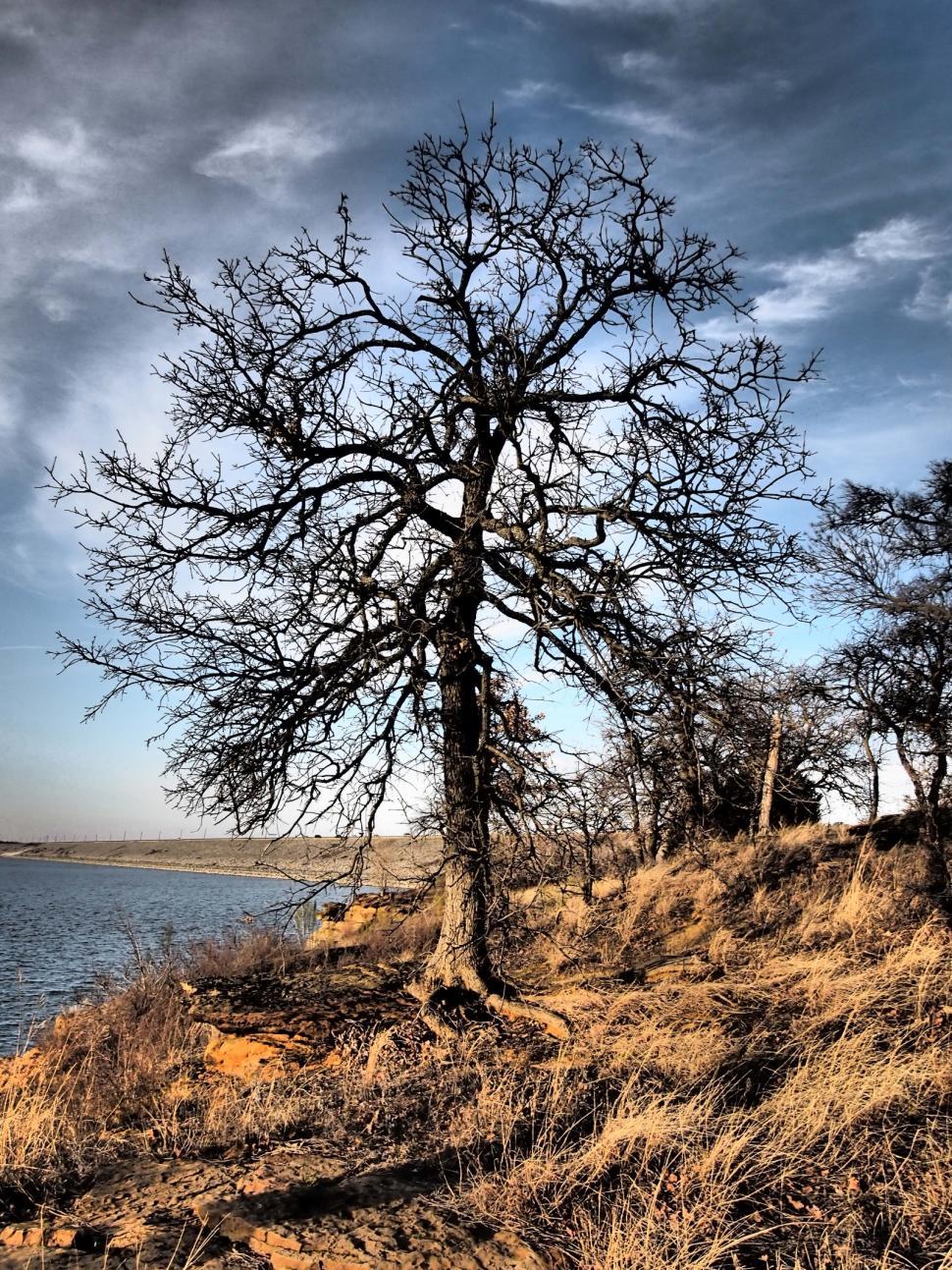 Free Stock Photo of Dramatic tree | Download Free Images and Free ...