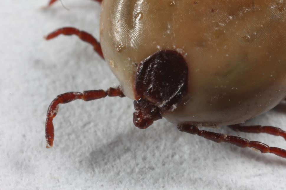 Free Stock Photo of Tick Close up | Download Free Images and Free ...