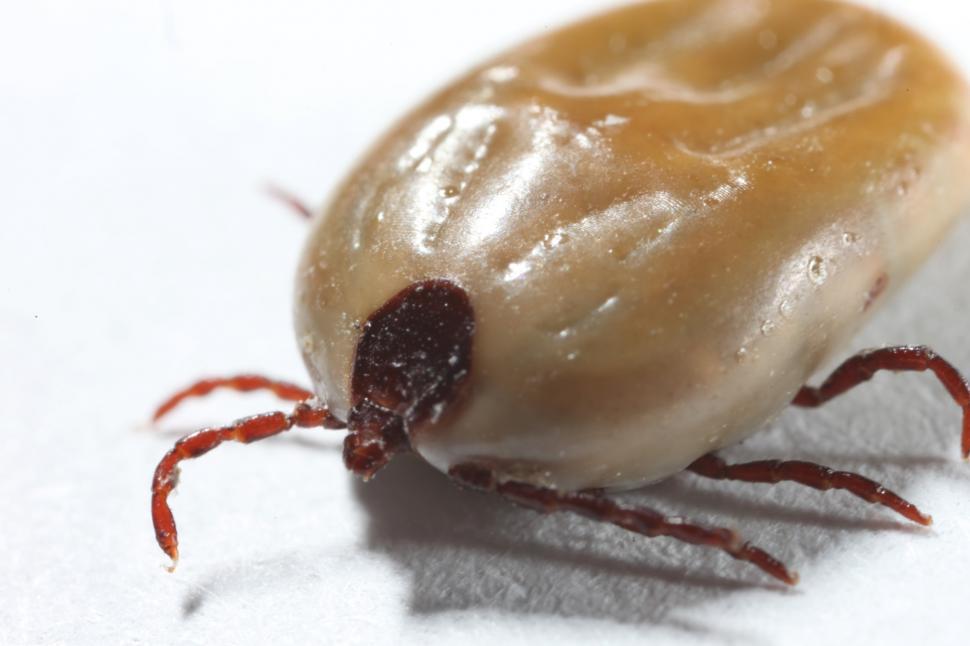 Free Stock Photo of Tick | Download Free Images and Free Illustrations
