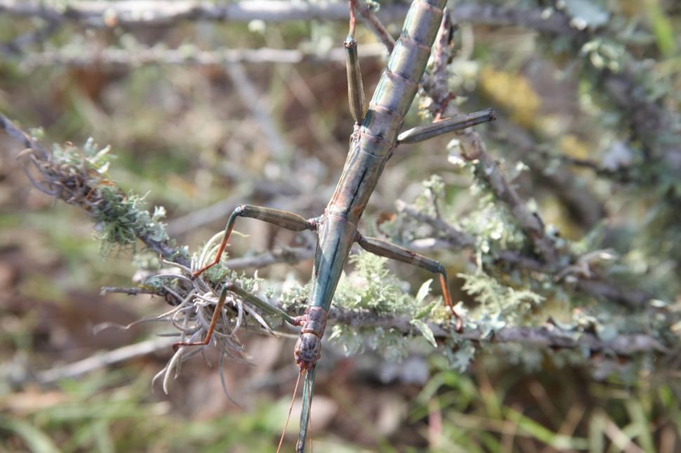 Free Stock Photo of Giant Walking Stick Insect | Download Free Images ...