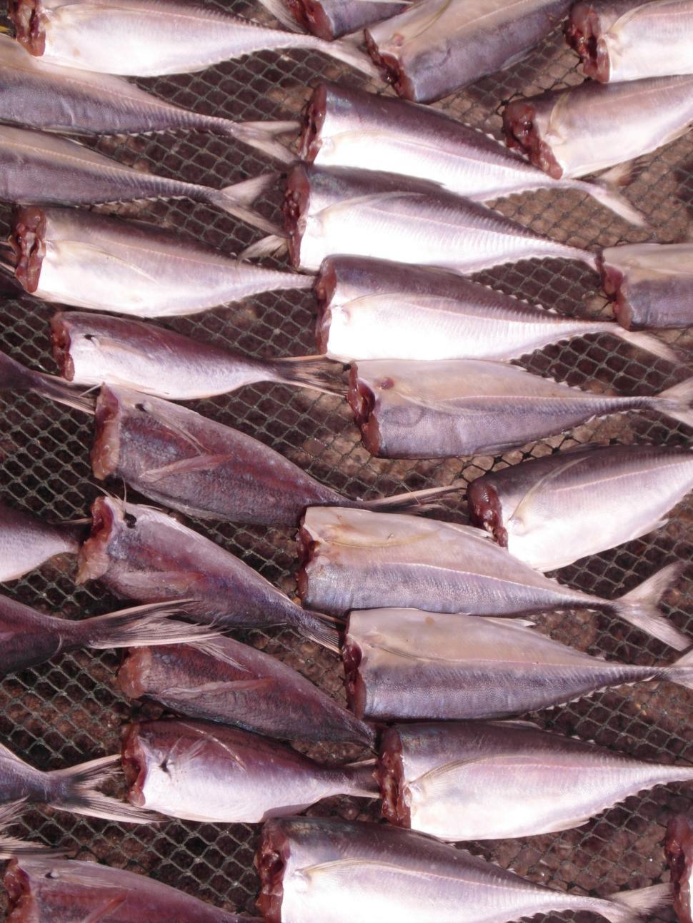 Free Stock Photo of Drying Fish | Download Free Images and Free ...