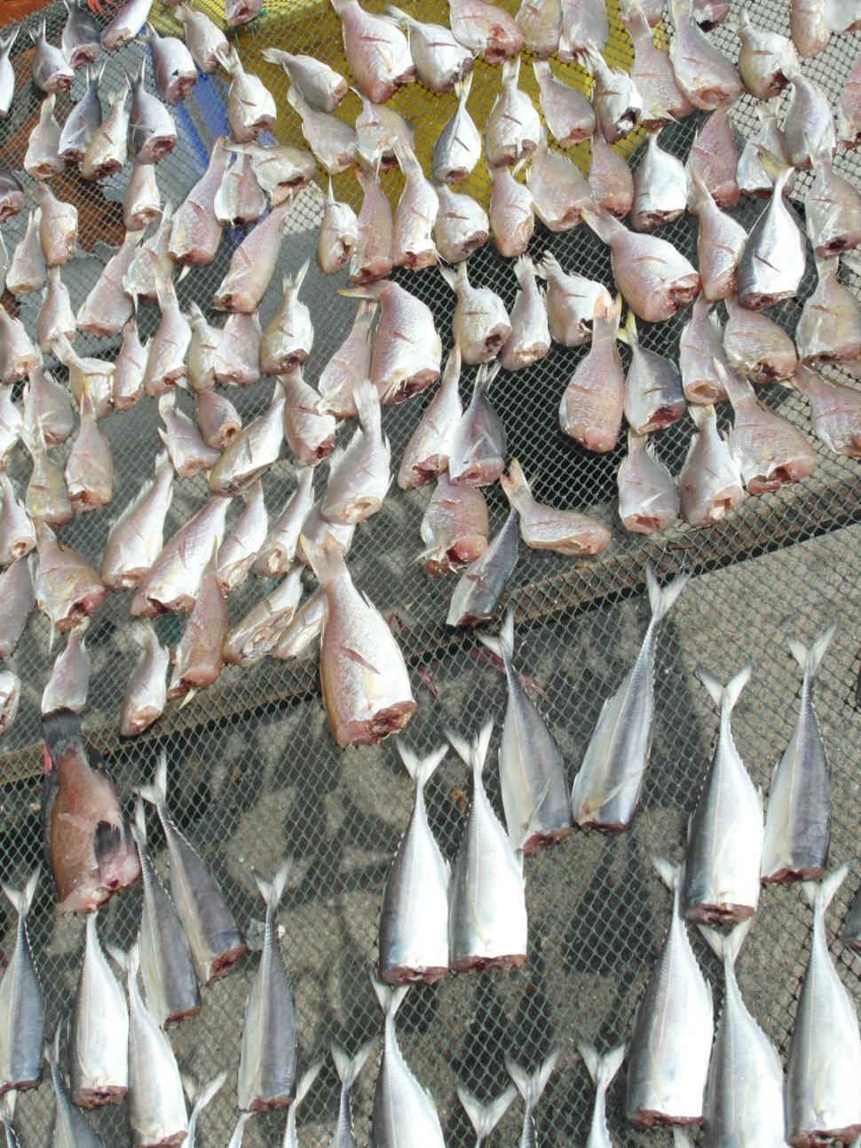 Free Stock Photo of Drying Fish | Download Free Images and Free ...