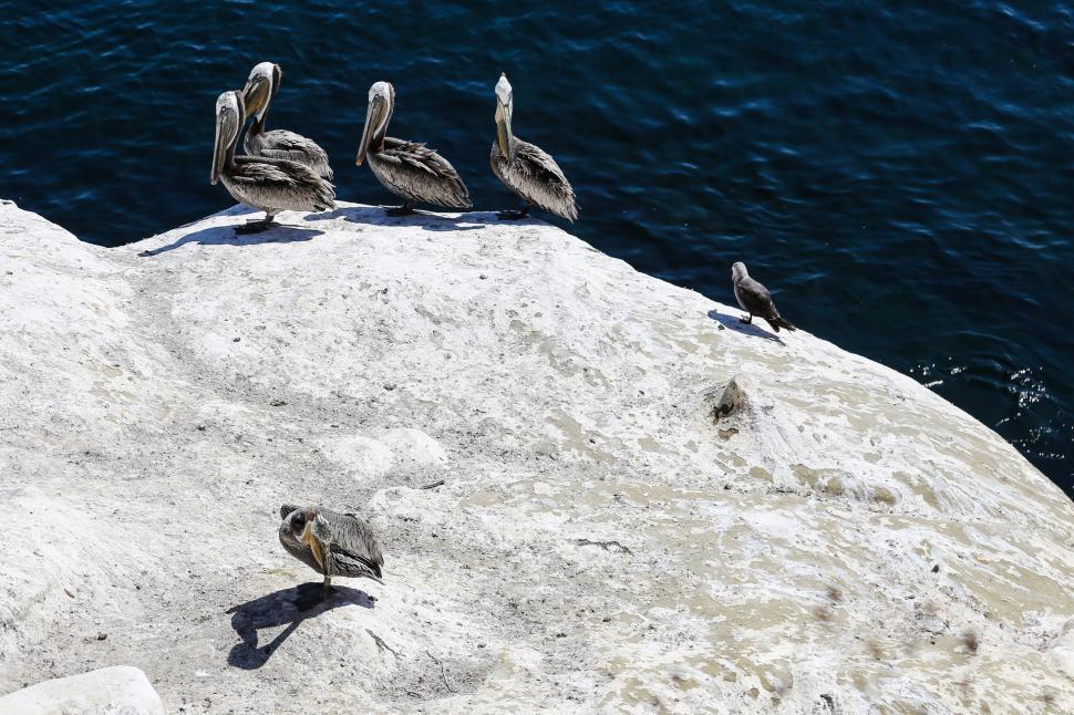 Free Stock Photo of Pelican Rock, La Jolla, San Diego | Download Free ...