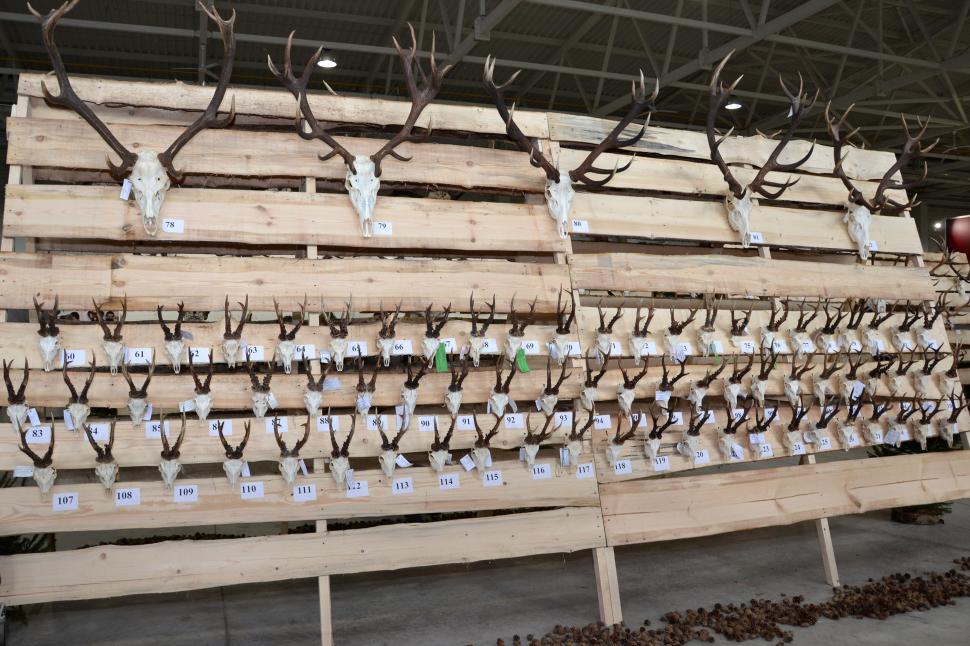 Free Stock Photo of Antlers | Download Free Images and Free Illustrations