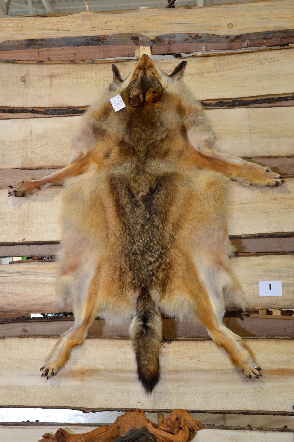 Free Stock Photo of Wolf fur | Download Free Images and Free Illustrations