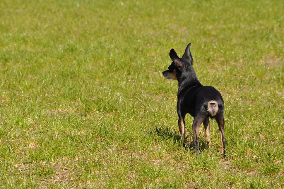 Free Stock Photo of Toy terrier | Download Free Images and Free ...