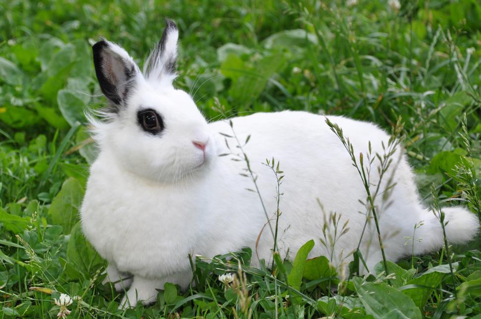 Free Stock Photo of Bunny | Download Free Images and Free Illustrations