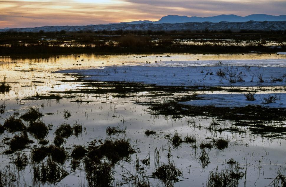 Free Stock Photo of Dark Marsh | Download Free Images and Free ...