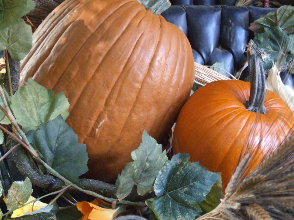Free Stock Photo of Pumpkins | Download Free Images and Free Illustrations