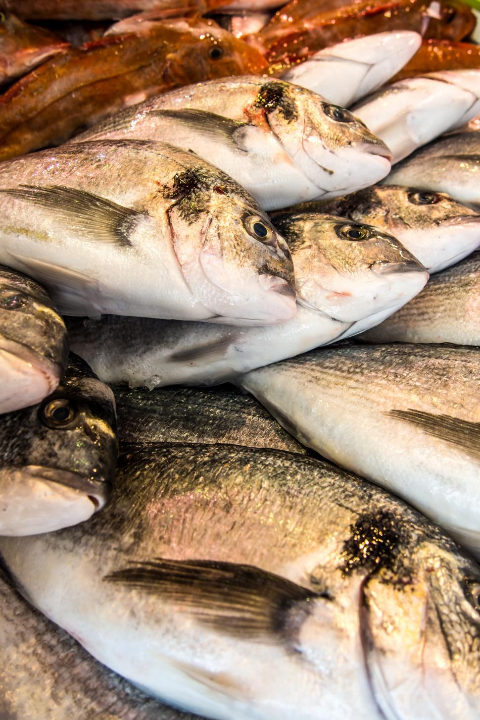 Free Stock Photo of Fresh fishes in a market | Download Free Images and ...