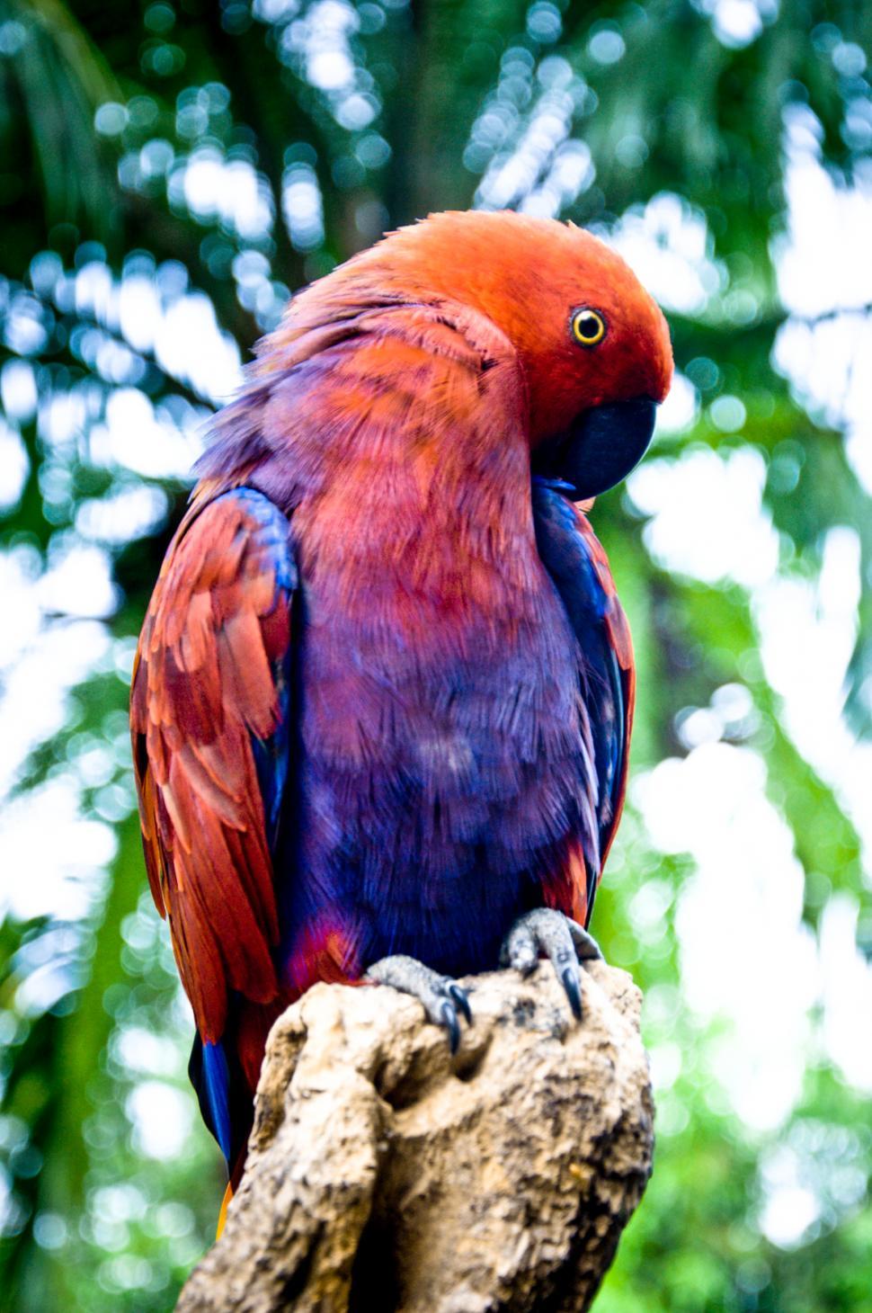 Free Stock Photo of Red Parrot bird | Download Free Images and Free ...